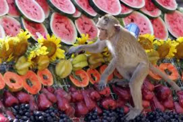 Where is Monkey Buffet Held? - MyLiberla