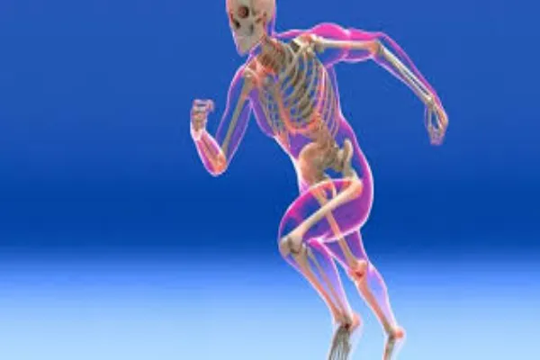 Fun Facts About The Skeletal System Myliberla Has The Best News And