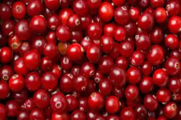 Bouncing Berries: Fun Facts About Cranberries - MyLiberla Has The Best ...