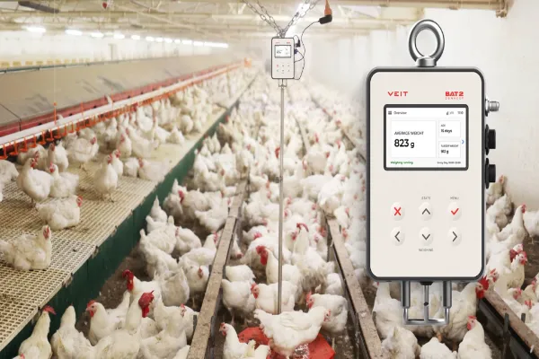 Broiler Weight Chart by Age: Weekly Growth Norms from Hatch to Slaughter